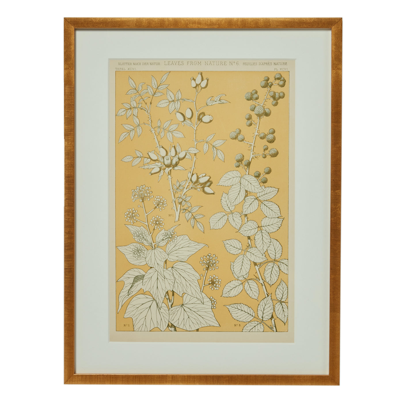 Leaves From Nature Lithograph – Kneeland Co. Rarities
